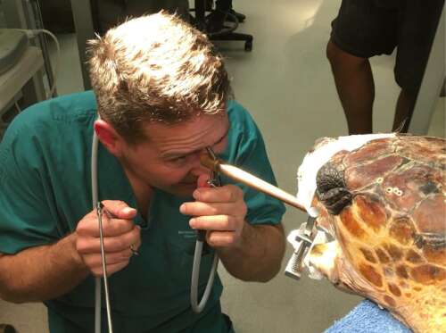 Doctors fight to save turtle - The Royal Gazette | Bermuda News ...