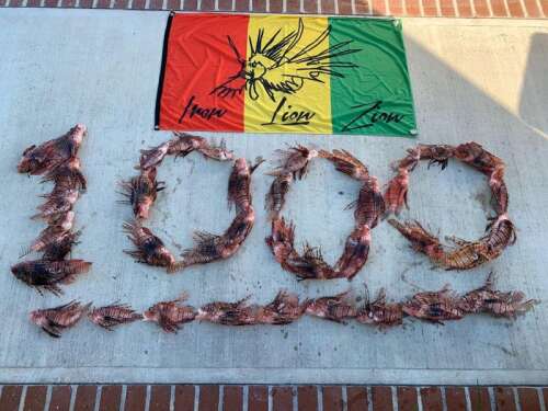 Lionfish cull results in record haul - The Royal Gazette | Bermuda News ...