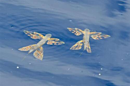 No whales but trio discover flying fish - The Royal Gazette | Bermuda ...