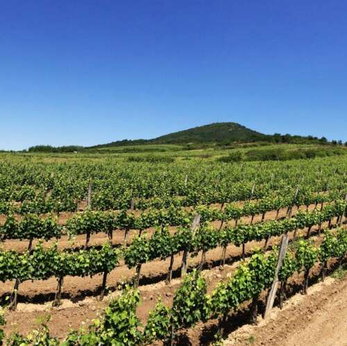 Cellar selections and the best of the best - The Royal Gazette ...