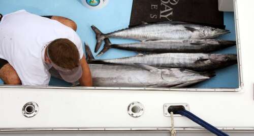 Wahoo and barracuda still please as winter sets in - The Royal Gazette ...