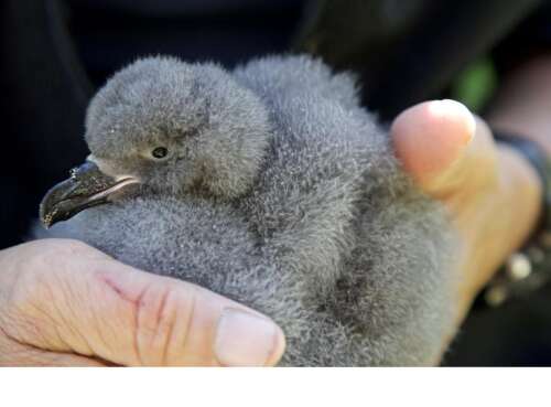 Record number of cahow nesting pairs - The Royal Gazette | Bermuda News ...