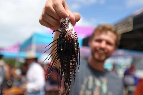 Record-breaking lionfish tournament - The Royal Gazette | Bermuda News ...