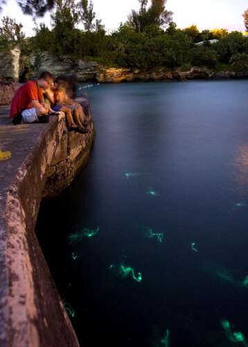 Bermuda fireworms have ‘unique’ glow - The Royal Gazette | Bermuda News ...
