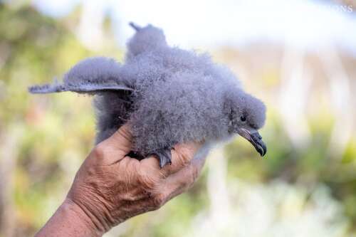 Milestone reached in recovery of endangered cahow - The Royal Gazette ...