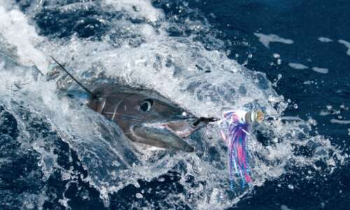Fish processing plant viable, says report - The Royal Gazette | Bermuda ...