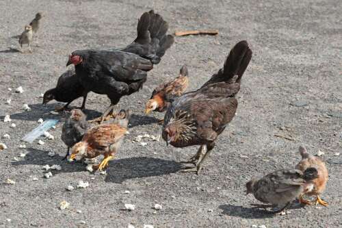 Feral chickens a threat to farms, says top farmer - The Royal Gazette ...