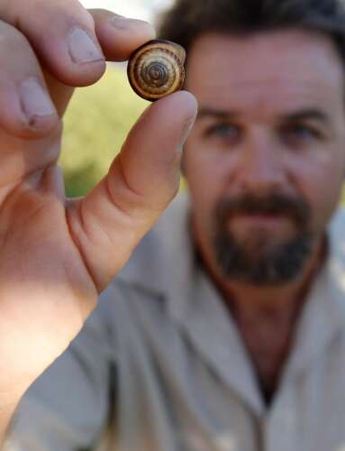 ‘Extinct’ Bermuda snail is found in city alleyway - The Royal Gazette ...