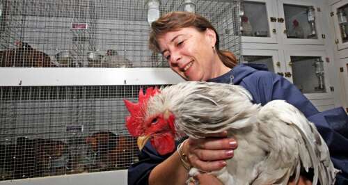 Allison’s brood in fine feather - The Royal Gazette | Bermuda News ...