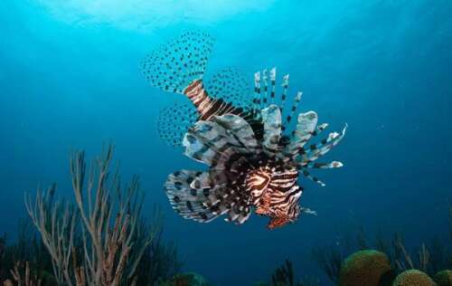 Lionfish safari declared a success - The Royal Gazette | Bermuda News ...