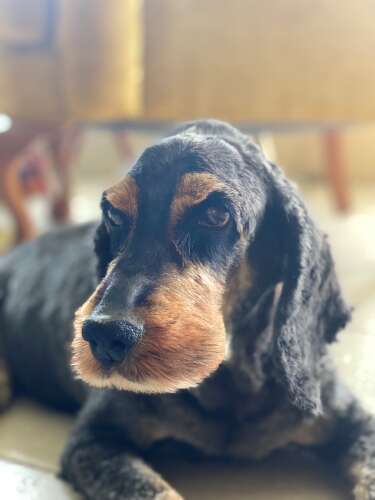 Family appeal for help in locating missing Bella - The Royal Gazette ...