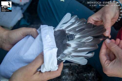 Research sheds new light on cahow behaviours - The Royal Gazette ...