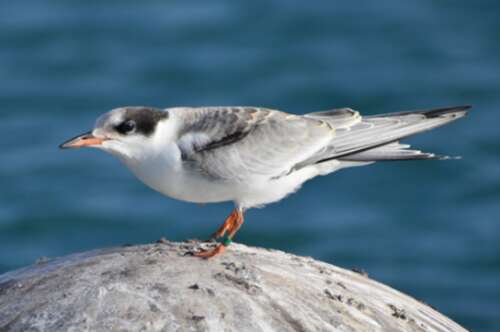 Rare tern returns to Bermuda but breeding hopes are dashed - The Royal ...