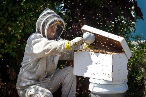 Expert highlights plight of Bermuda’s bees - The Royal Gazette ...