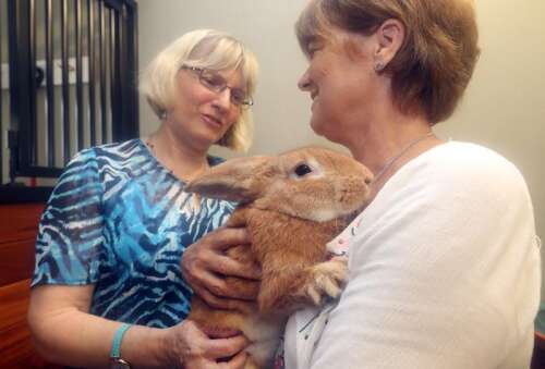 SPCA opens facility for large animals - The Royal Gazette | Bermuda ...