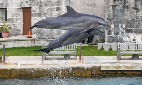 Dolphin 'adoption' scheme helps keep attraction afloat - The Royal ...