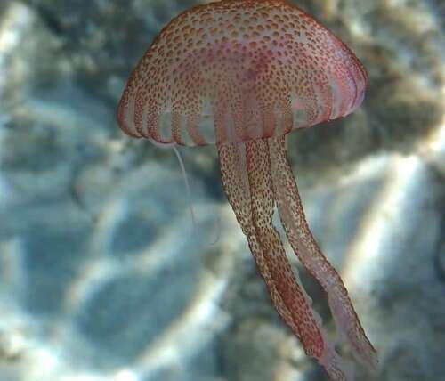 types of jellyfish in mallorca