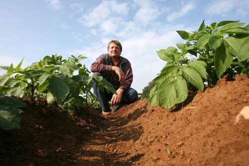 Enjoy an organic brunch at Wadson's farm - The Royal Gazette | Bermuda ...
