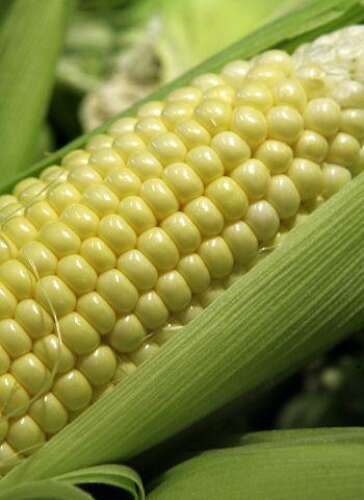 ‘Sweetest corn is from Bermuda’ - The Royal Gazette | Bermuda News ...