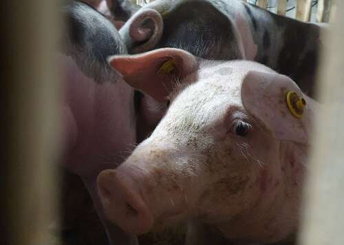 Pigs on a plane provoke catalogue of challenges - The Royal Gazette ...