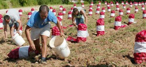 Farmer's Market hosts potato festival - The Royal Gazette | Bermuda ...