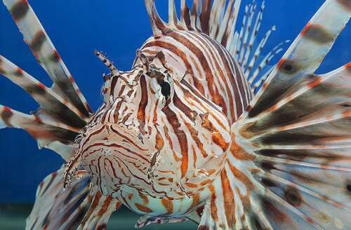 lionfish physical description
