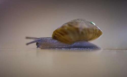 Bed of snails: rare molluscs reintroduced - The Royal Gazette | Bermuda ...