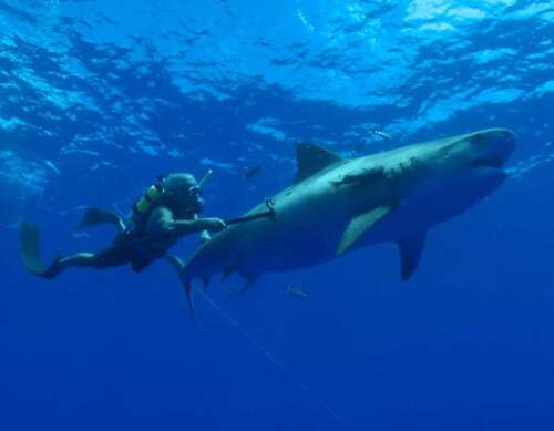 Ocean Vet to premiere at Barr’s Bay - The Royal Gazette | Bermuda News ...