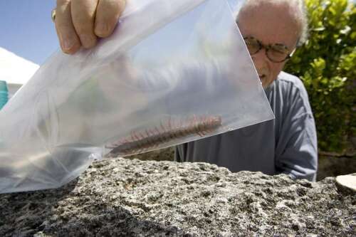 SCARY RULER OF CREEPY CRAWLIES - The Royal Gazette | Bermuda News ...