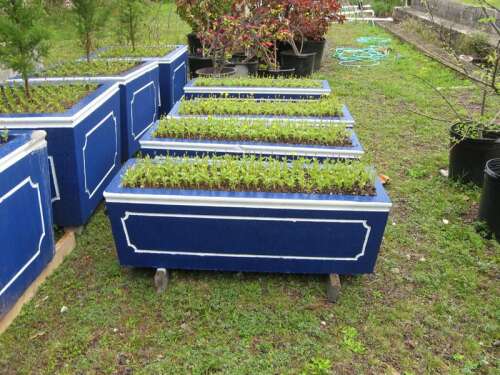 Help make Hamilton bloom! - The Royal Gazette | Bermuda News, Business ...