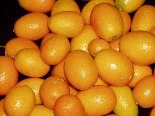 Love of local fruit results in new book - The Royal Gazette | Bermuda ...