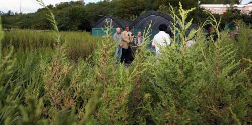 6,000 cedar trees to be given to students - The Royal Gazette | Bermuda ...