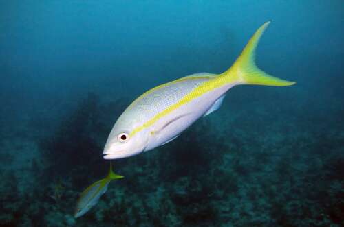 Giving much due respect to the yellowtail snapper - The Royal Gazette ...
