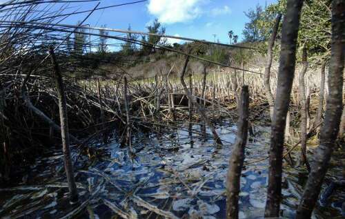 Celebrate our Island on the 40th World Wetlands Day today - The Royal ...