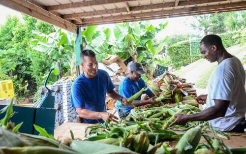 Uncertain future looms for Bermuda’s family farms - The Royal Gazette ...
