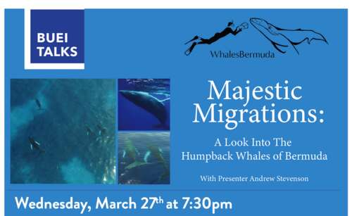 BUEI exhibit on humpback whales to open this month - The Royal Gazette ...