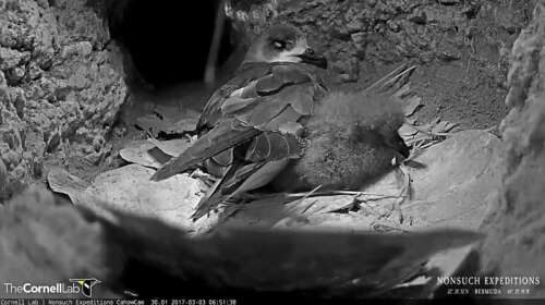 Baby cahow about to hatch - The Royal Gazette | Bermuda News, Business ...