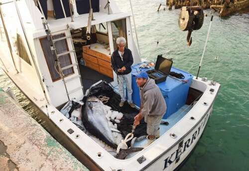 Prolific Soares lands 471lb tuna - The Royal Gazette | Bermuda News ...