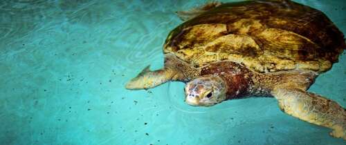 Bermuda hailed for turtle conservation role - The Royal Gazette ...