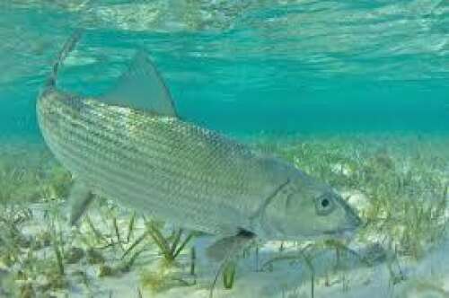 In Bermuda, we’re close to the bonefish - The Royal Gazette | Bermuda ...