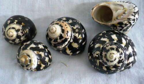 Huge fine for harvesting protected shell species - The Royal Gazette ...