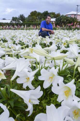 Easter and Bermuda’s rites of spring - The Royal Gazette | Bermuda News ...