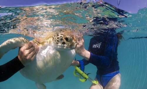 Restoring hope to the Green Turtle - The Royal Gazette | Bermuda News ...