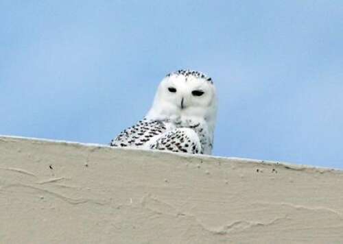 Have you seen this owl? - The Royal Gazette | Bermuda News, Business ...