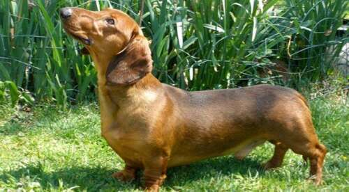 Smokey the dachshund’s handler wins Westminster Dog Show with another ...