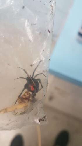 Spider alert turns out to be false alarm - The Royal Gazette | Bermuda ...