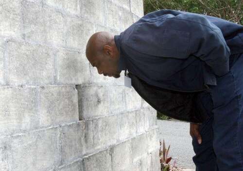 For pest control team, life can be a real rat race - The Royal Gazette ...