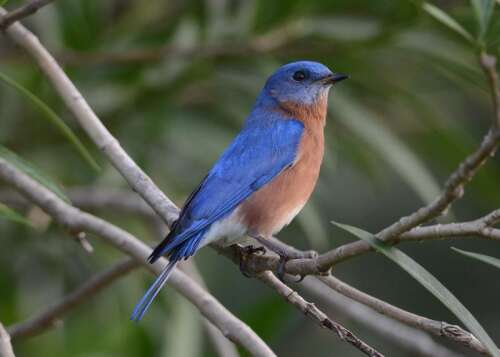 Simple solution to help save the bluebird - The Royal Gazette | Bermuda ...