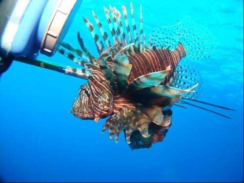 Get a permit to cull lionfish - The Royal Gazette | Bermuda News ...