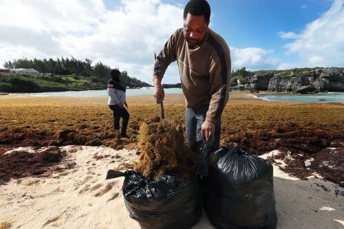 Bermuda not expected to be impacted by massive sargassum ‘blob’ - The ...